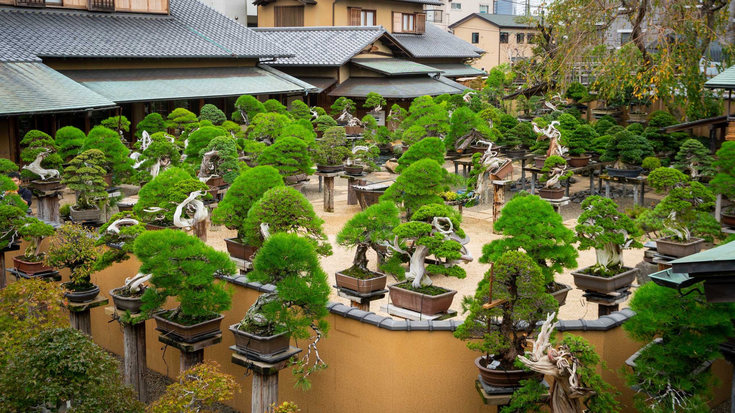 Edsplore Japan: 05 Nights and 06 Days - Youngedsplorer
